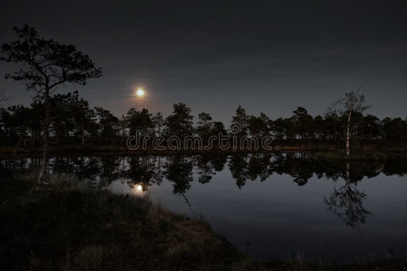 Moonlit night in the swamp stock image. Image of trees - 162269073