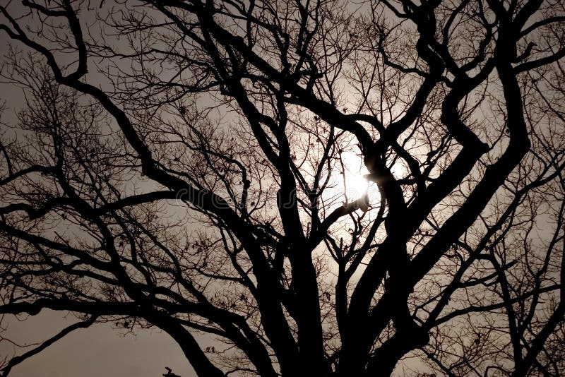 Moonlit Oak Tree stock photo. Image of abstract, bare, trunk - 543934