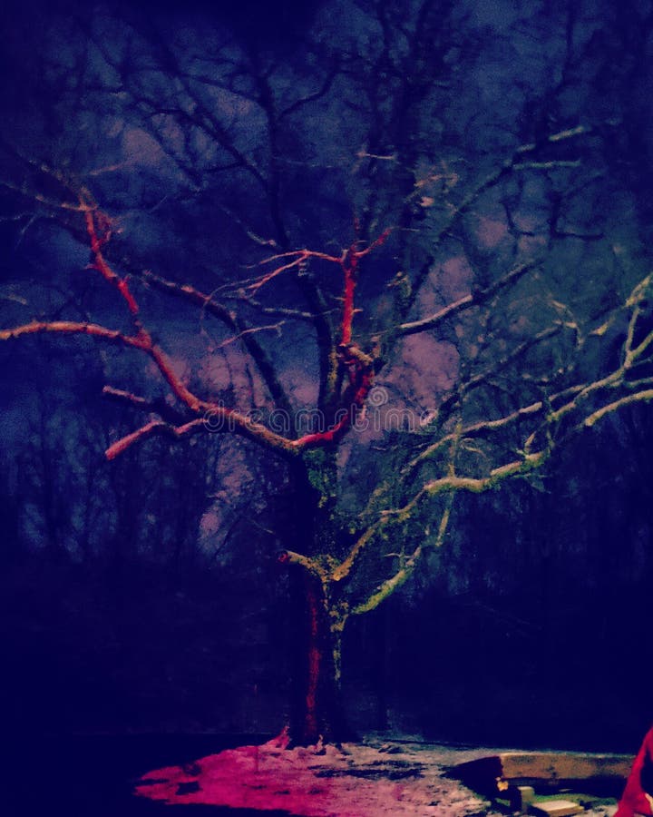 Moonlit old tree stock image. Image of moonlit, creepy - 166609999
