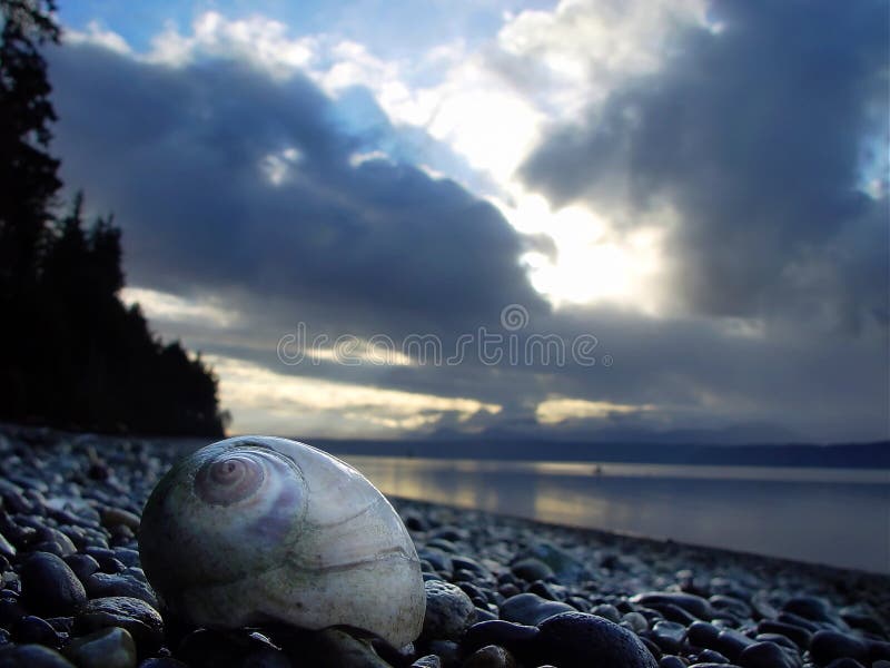 Moonshell on beach stock image. Image of water, sunset, clouds - 4471