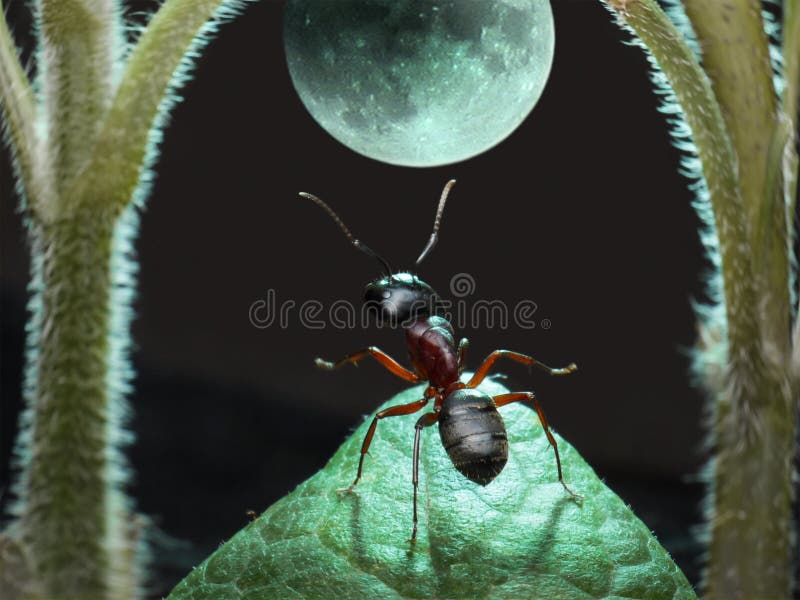 Ants dancing under the sun stock photo. Image of green - 22912892