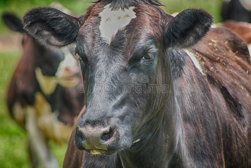 Moooo Cow... stock photo. Image of meadow, pasture, white - 57182818