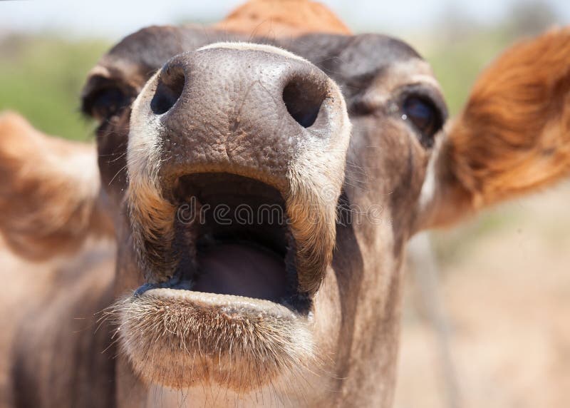 Bawling Cow stock photo. Image of heifer, field, pasture - 2321412