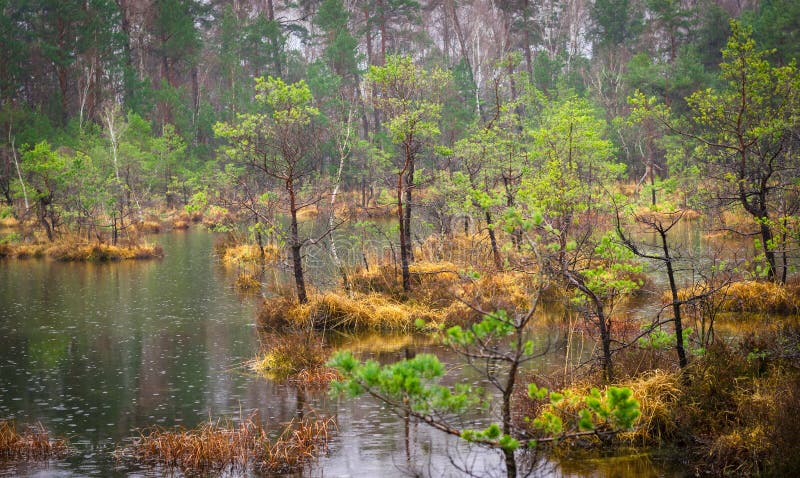 Moor forest stock photo. Image of fluid, creek, peace - 98325410
