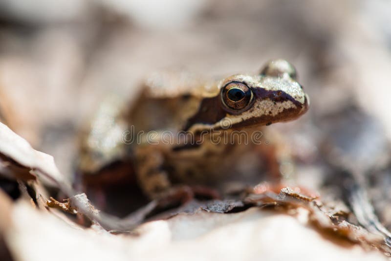 Moor Frog in an Early Spring Forest Stock Image - Image of life ...