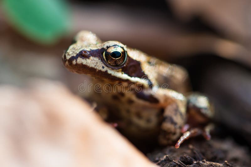 Moor Frog in an Early Spring Forest Stock Image - Image of outdoor ...