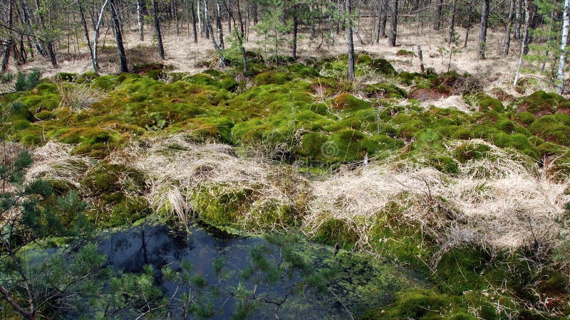 Moor landscape stock photo. Image of raised, schrems - 90503162