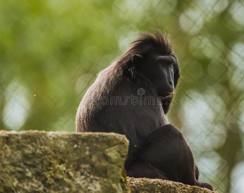 The Moor Macaque Macaca Maura Sitting on a Rock Stock Photo - Image of ...