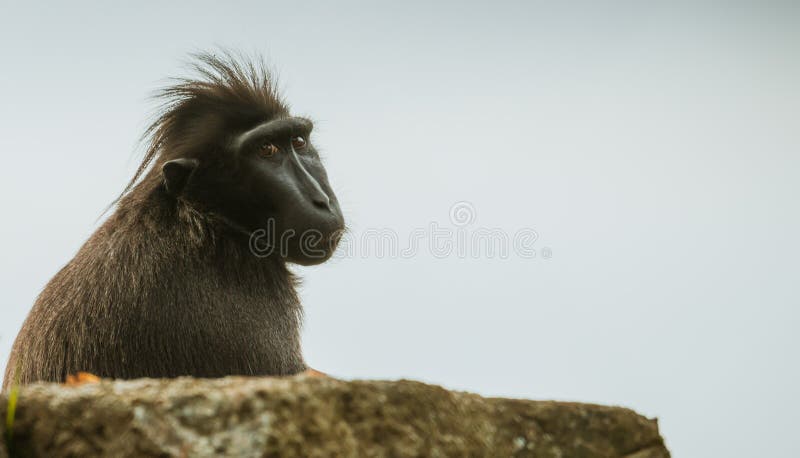 The Moor Macaque Macaca Maura Sitting on a Rock Stock Photo - Image of ...
