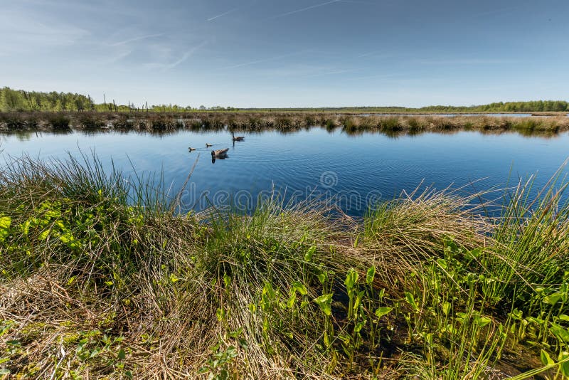 Moor stock photo. Image of sunny, scenic, summer, landscape - 73594924