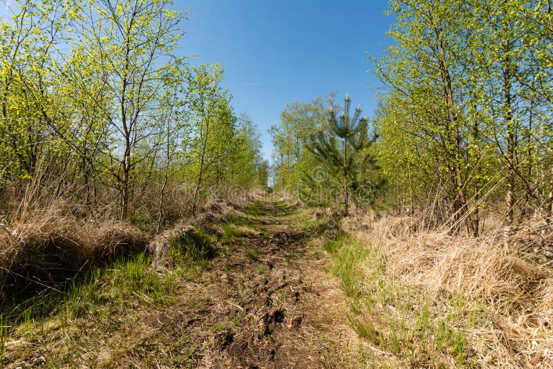 Moor stock photo. Image of landscape, northern, wetland - 73595262