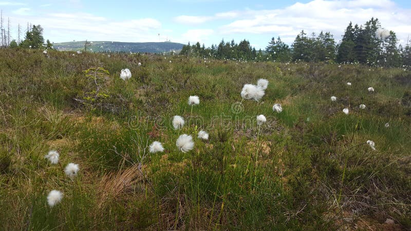 Moor plants stock photo. Image of trees, clouds, outdoor - 73953698