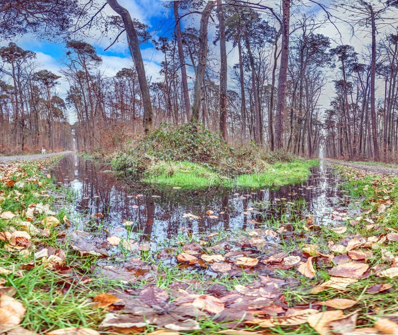 Moor Pond in a Dense Forest with Reflections and Autumn Colors Stock ...