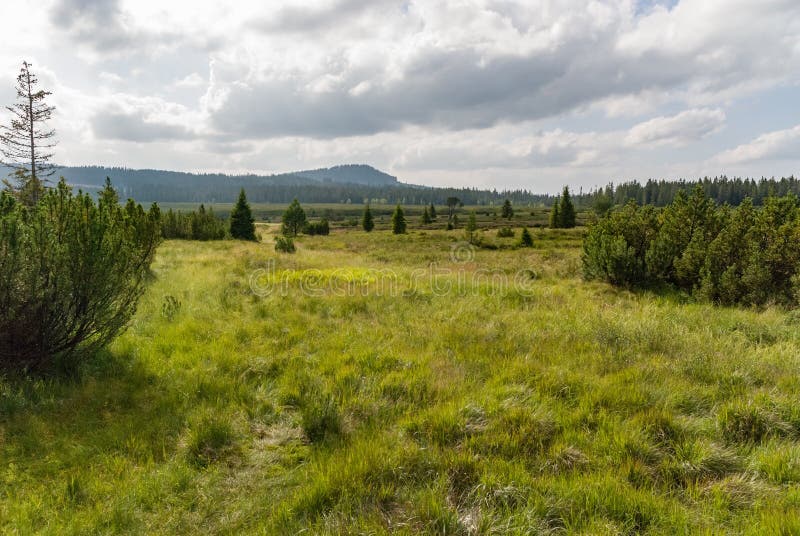 Moor Swamp Pine Forest Walk Track National Park Stock Photo - Image of ...
