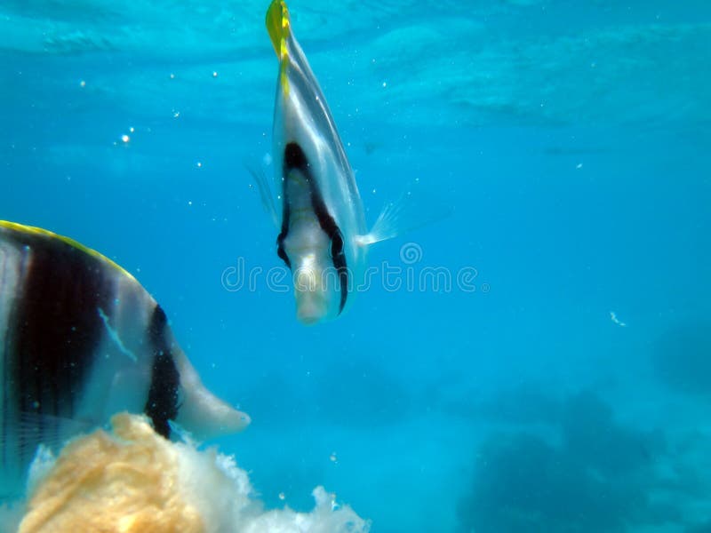 Moorea stock image. Image of boat, french, fish, natural - 64215995