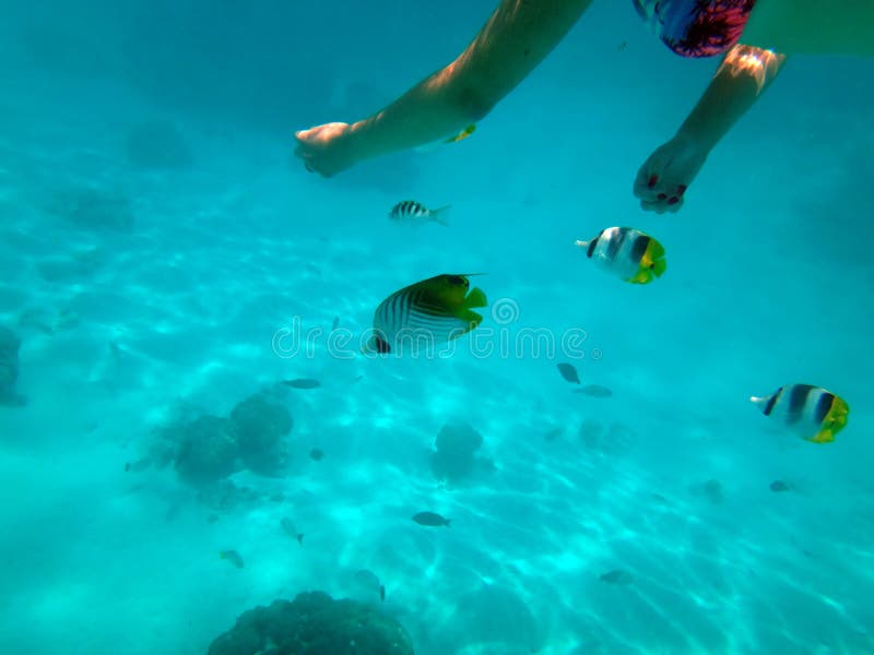 Moorea stock image. Image of honeymoon, cruise, luxury - 64216635