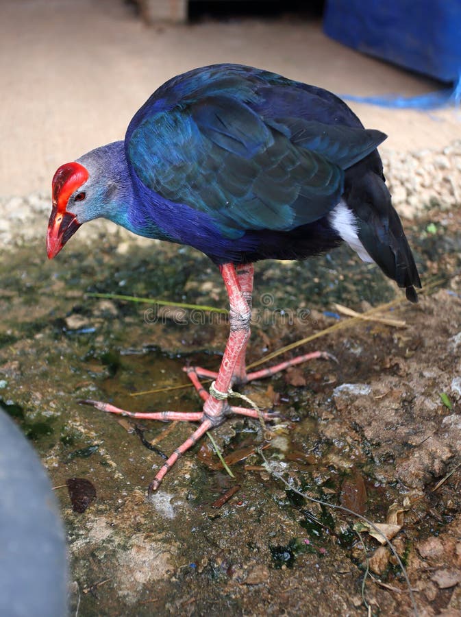 Moorhen stock photo. Image of park, feather, bird, green - 32842036