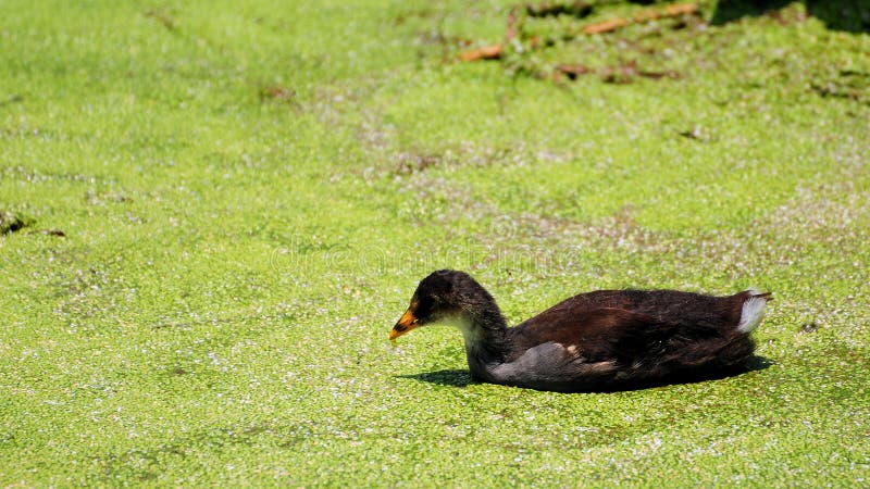 Moorhen Chick stock photo. Image of wetland, south, plants - 21294244