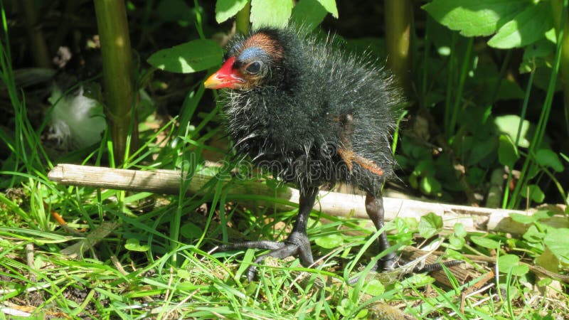 Moorhen chick portrait stock photo. Image of moorhen - 54343274