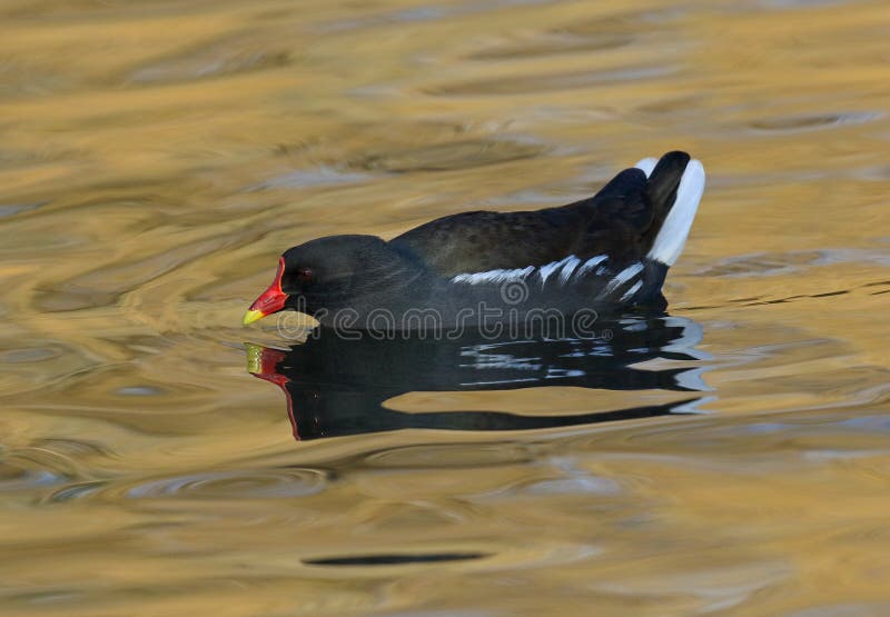 Moorhen stock image. Image of inflight, bird, flying - 110741349
