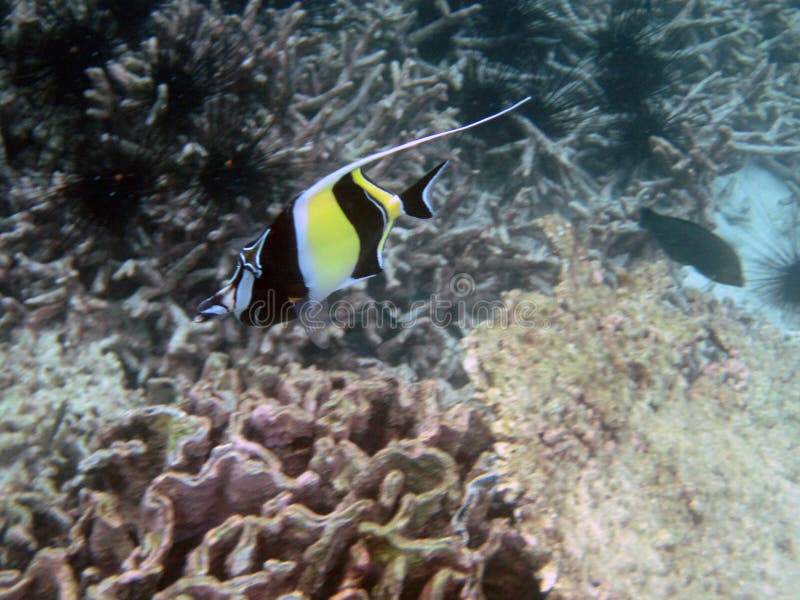 Moorish idol fish stock photo. Image of cornutus, reef - 26936304