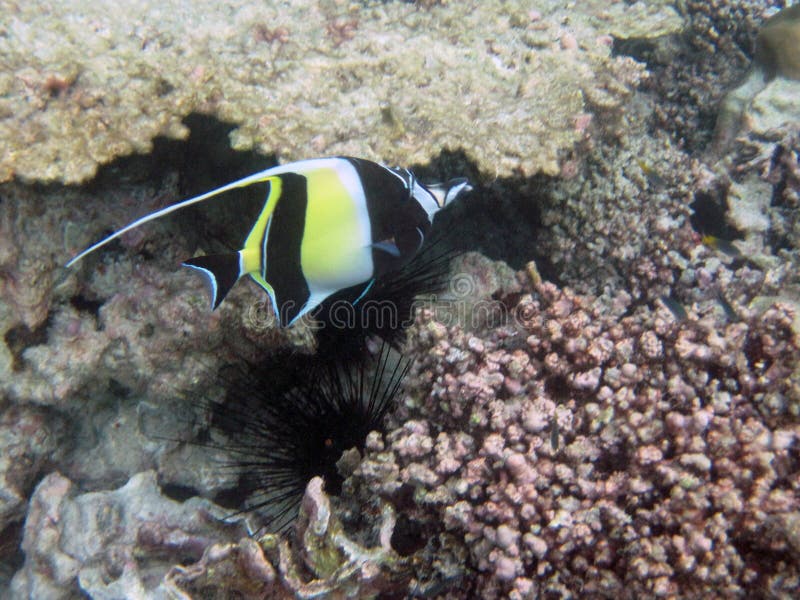 Moorish idol fish stock photo. Image of tropics, rocky - 26936308