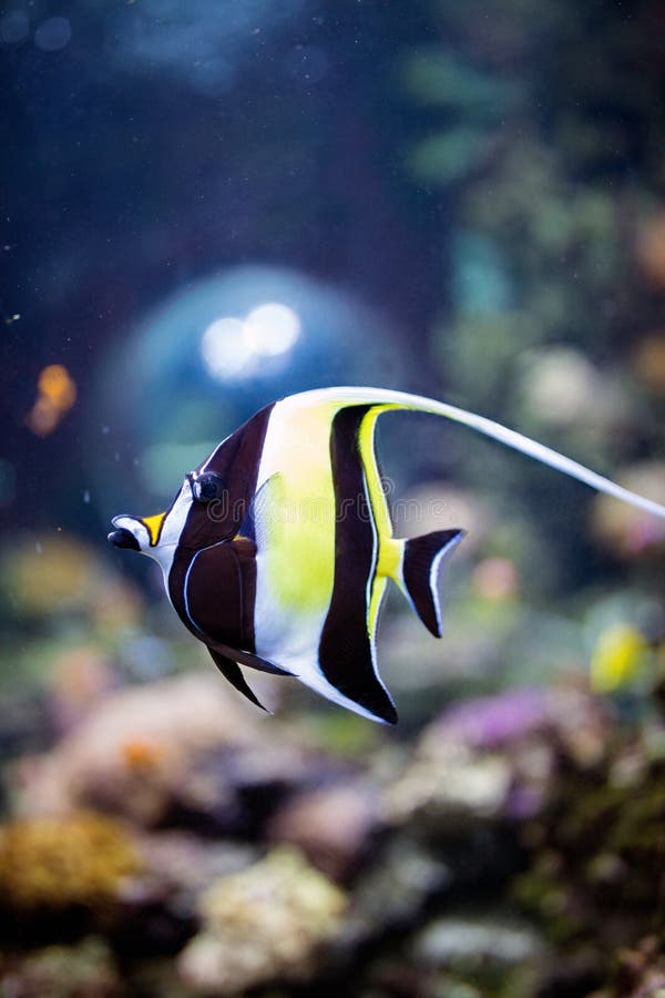 Moorish idol fish stock photo. Image of details, swim - 26936304