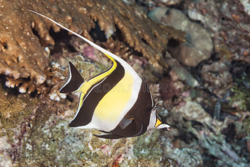 Moorish idol stock image. Image of stripe, barrier, cornutus - 52682565