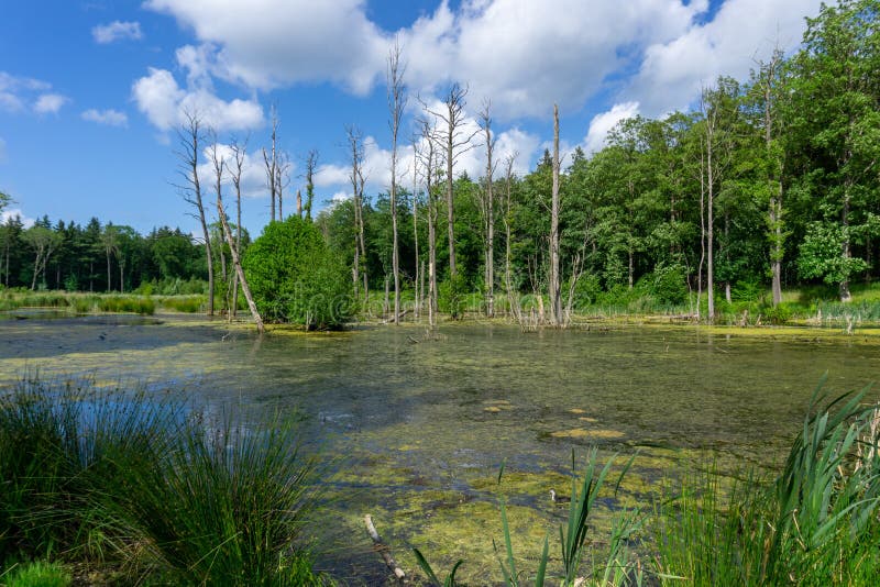 Moorland Landscape with Swampy Water and Forest Stock Image - Image of ...