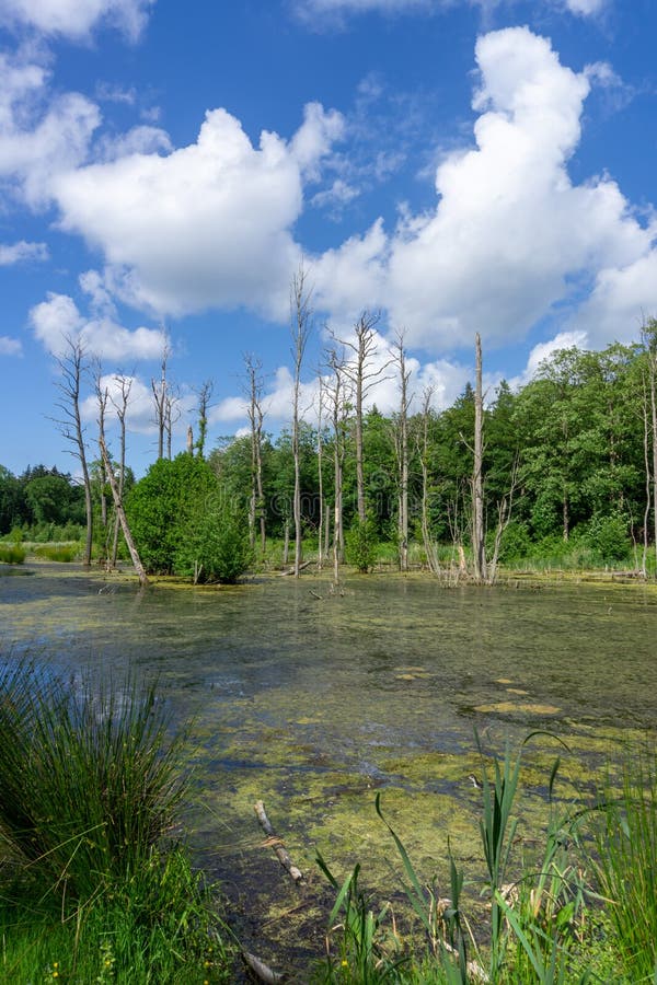 Moorland Landscape with Swampy Water and Forest Stock Image - Image of ...