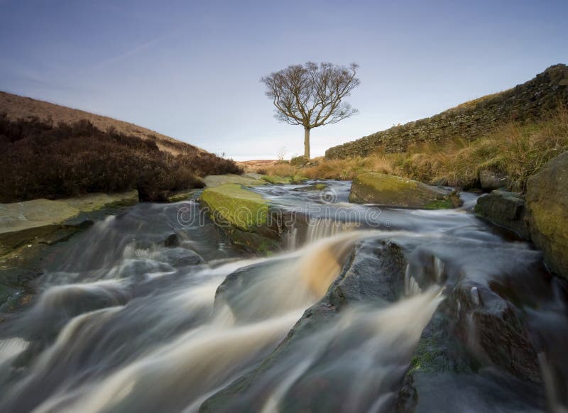 Lone Tree and Water stock image. Image of ocean, water - 9354665