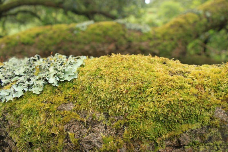 Moos stockfoto. Bild von kühl, teppich, garten, fruchtbar - 21188760
