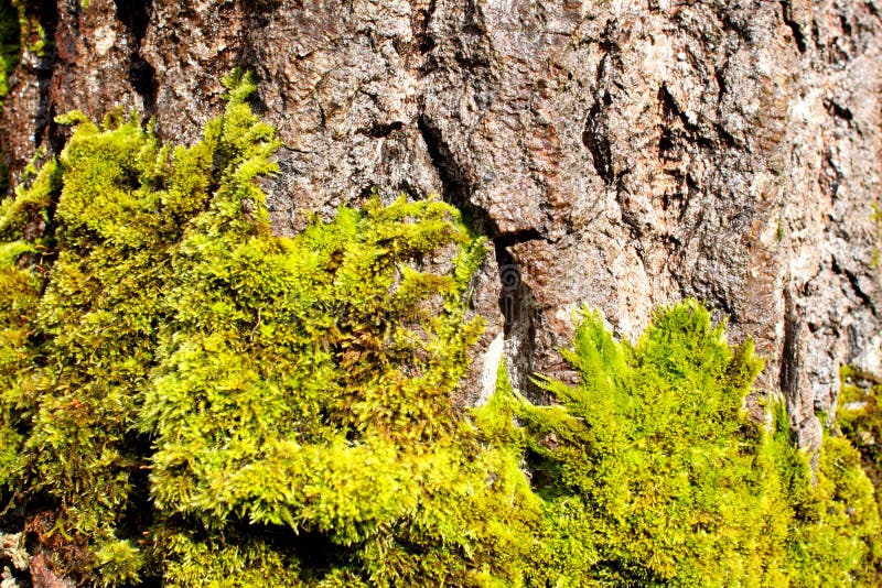 Moos auf Baum stockfoto. Bild von grün, geologie, nave - 23583008