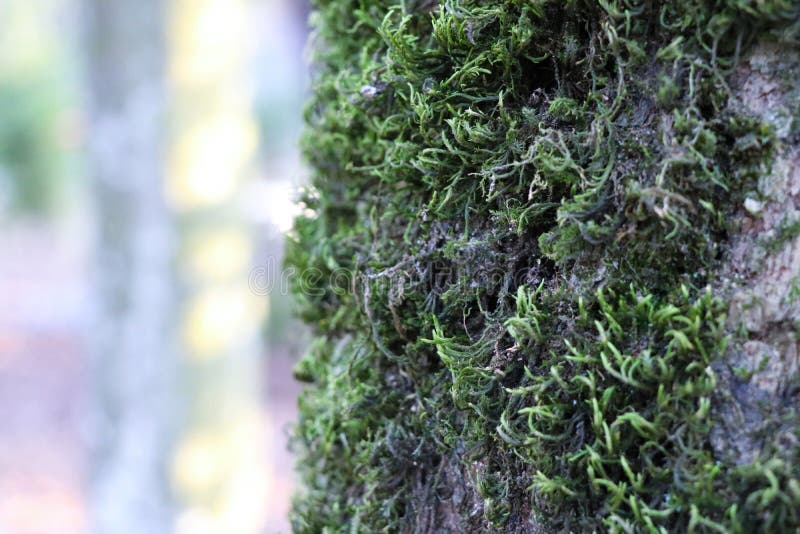 Moos Auf Baum Im Abschluss Oben Stockbild - Bild von farbe, makro ...