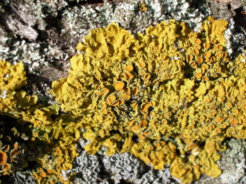 Moos auf dem Baum stockbild. Bild von nave, gefärbt, frühling - 18170359