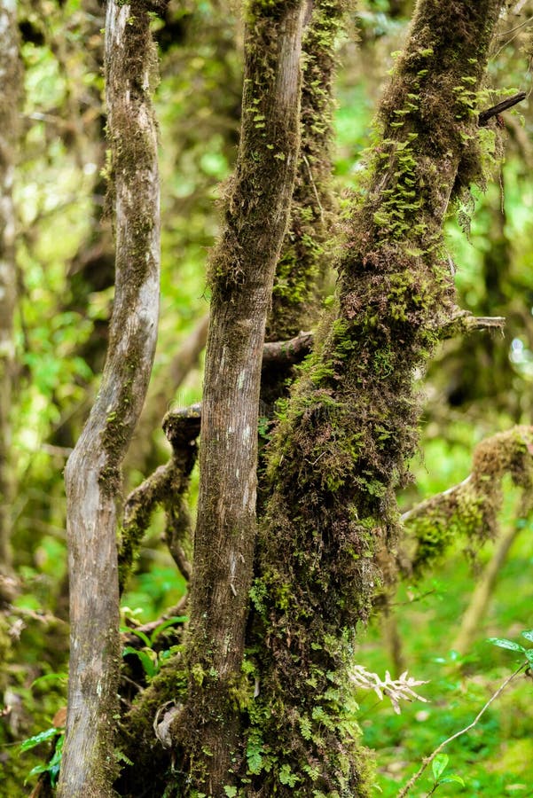 Moos Auf Dem Baum in Ang Ka Luang Nature Trail Stockfoto - Bild von ...