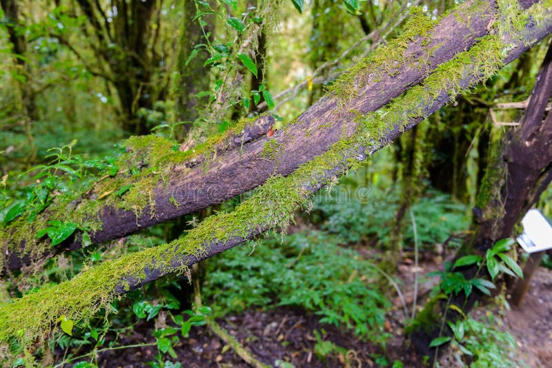 Moos Auf Dem Baum in Ang Ka Luang Nature Trail Stockbild - Bild von ...
