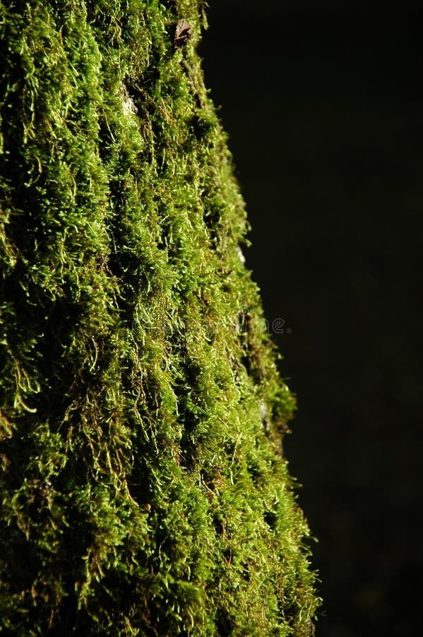 Moos Auf Einem Baum In Der Sonne Stockbild - Bild von zweig, wald: 40003569