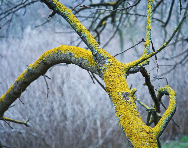 Moos Auf Einem Baum In Der Sonne Stockbild - Bild von zweig, wald: 40003569