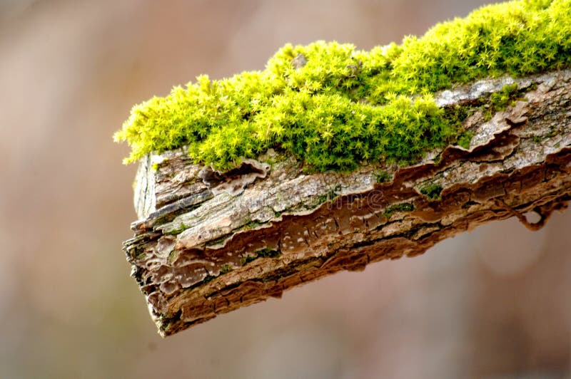 Moos auf einem Baumstamm stockbild. Bild von sonnig, barke - 86644197