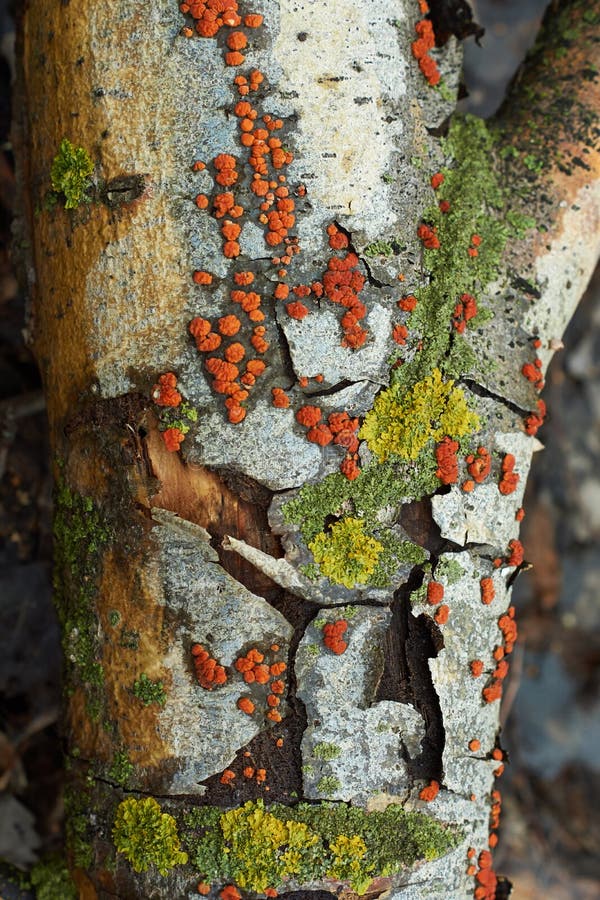 Moos Auf Dem Stamm Der Espe Stockbild - Bild von nave, klima: 44555177