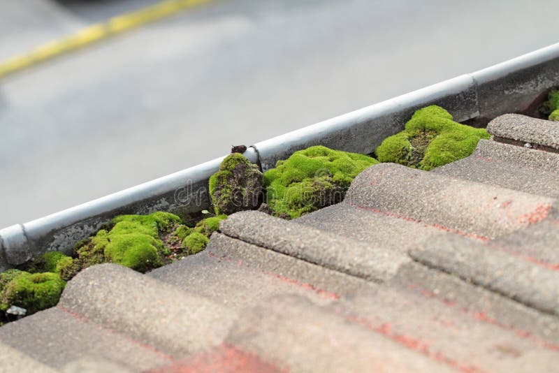 Moss_pipe stock photo. Image of rail, raggletaggle, drip - 144658824