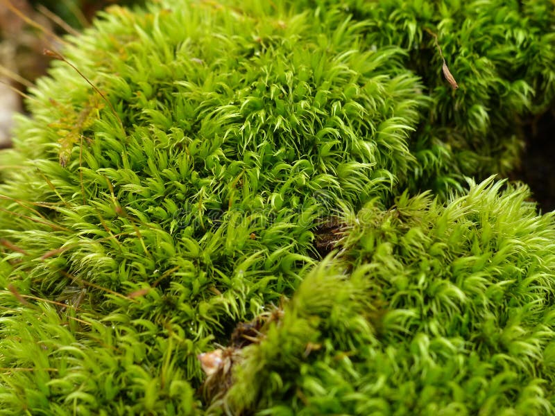 Moos in einem Wald 2 stockfoto. Bild von sonderkommandos - 163505488