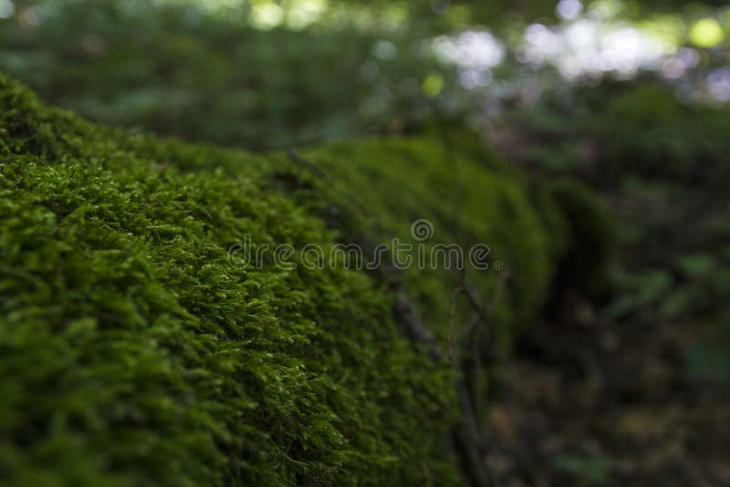 Moos-gewachsener Baum Im Wald Stockfoto - Bild von szenen, abenteuer ...
