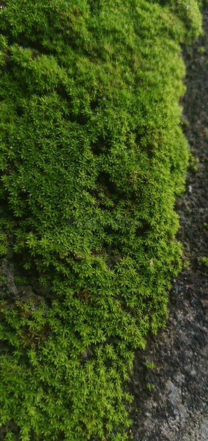 Wall moos green stock photo. Image of wall, deciduous - 247532328