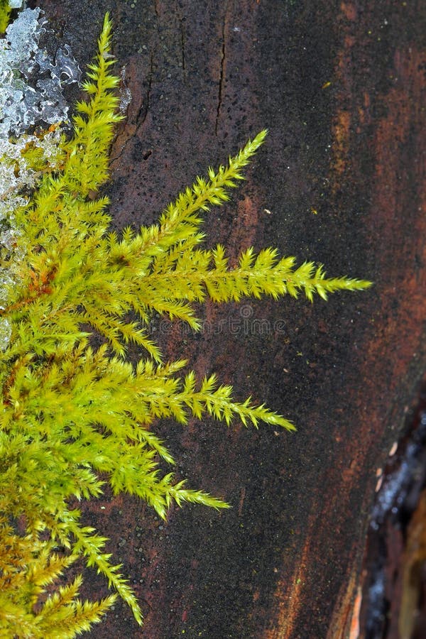 Moos Growing on Fallen Tree Stock Photo - Image of moos, countryside ...