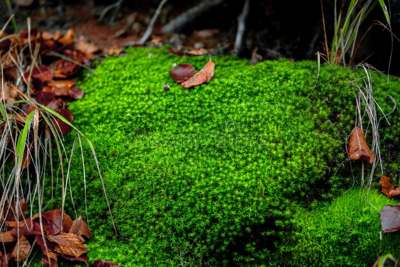 Moos im verzauberten Wald stockfoto. Bild von betrieb - 61810556