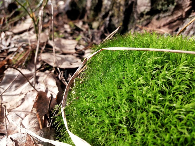 Anatoly Kulikov (Vpet24) - Photographer profile