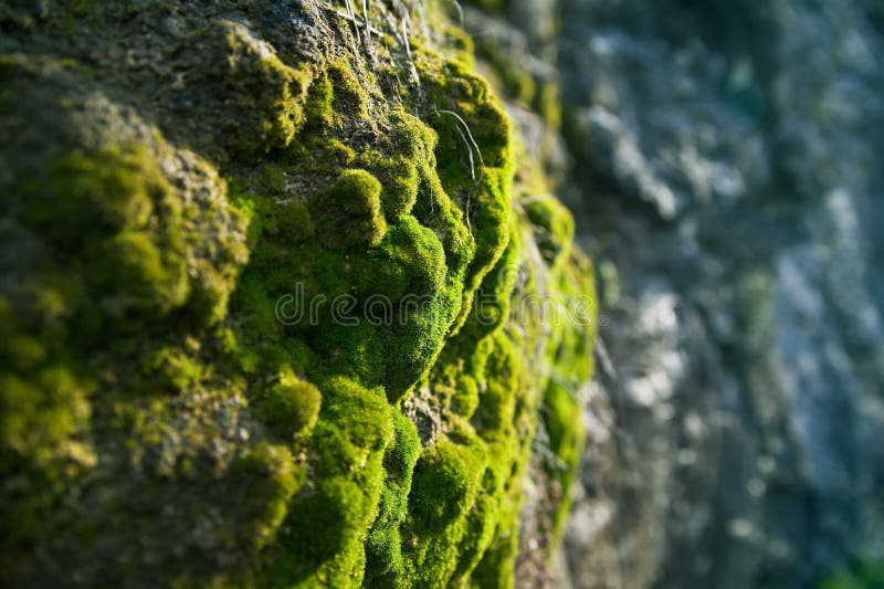 Moos auf dem Waldboden stockfoto. Bild von landschaft - 116853666