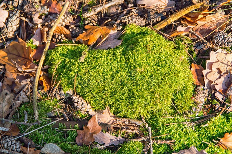 Moos im Wald stockfoto. Bild von auslegung, morgen, schön - 82851780
